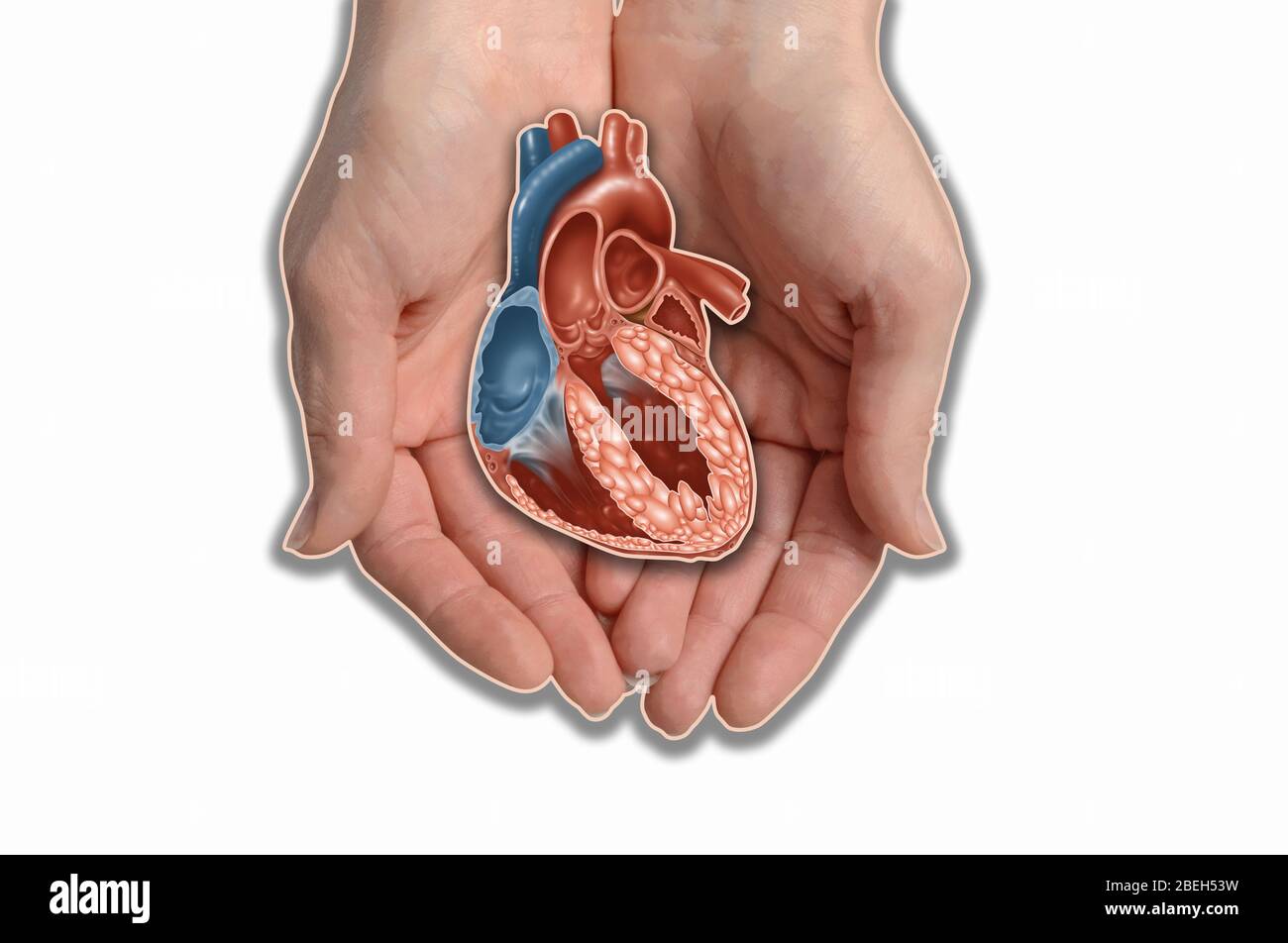Bioprinting of organs hi-res stock photography and images - Alamy