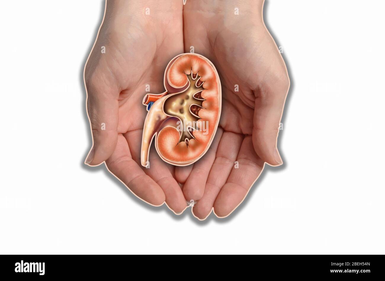 Hands Holding Kidney, Illustration Stock Photo - Alamy