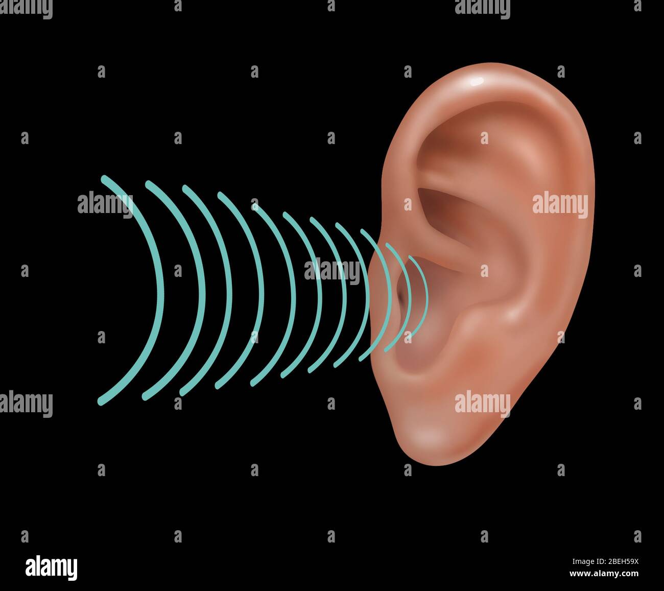 Human ear anatomy hi-res stock photography and images - Alamy