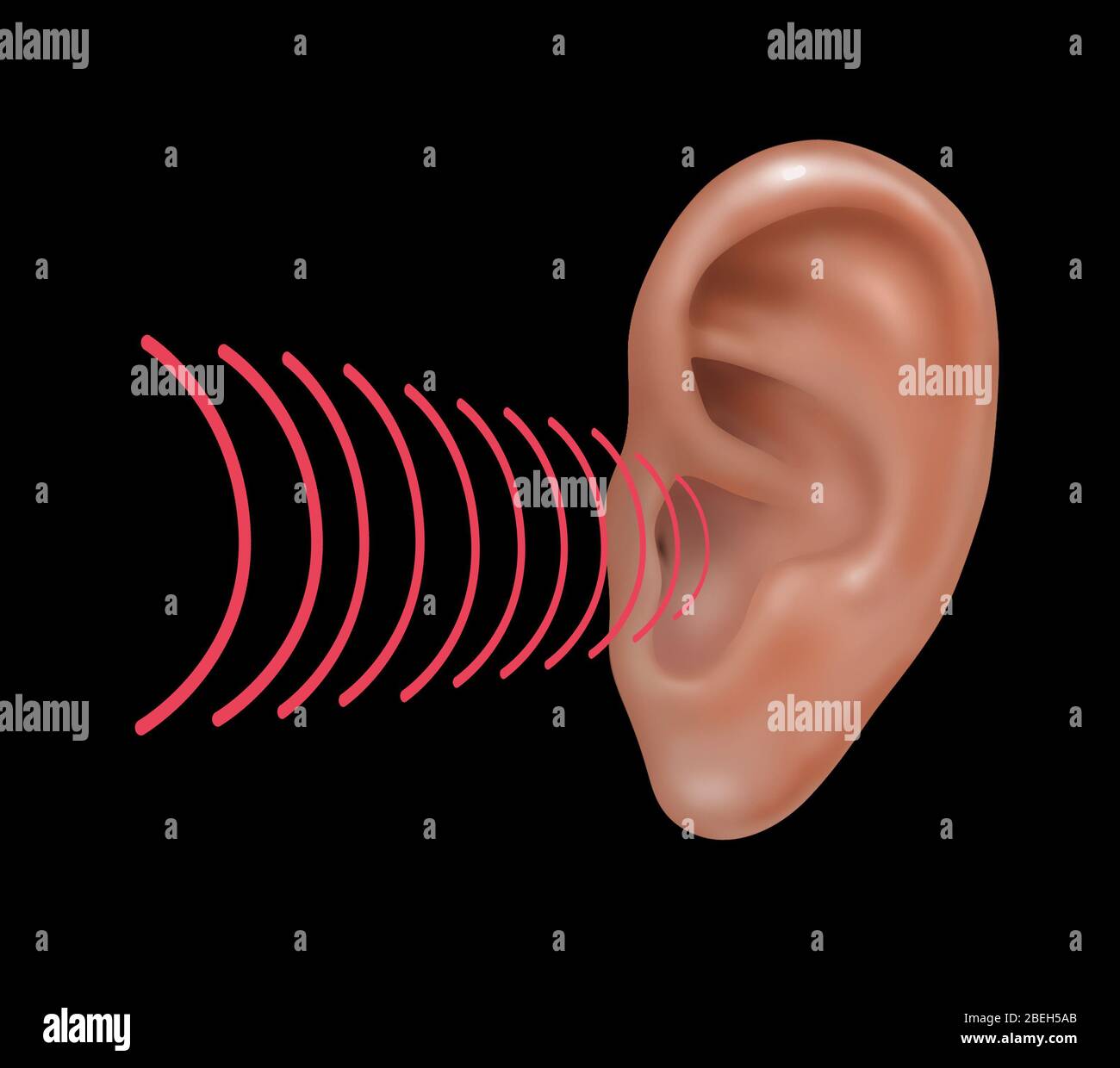 Sound Entering Human Outer Ear, Illustration Stock Photo - Alamy