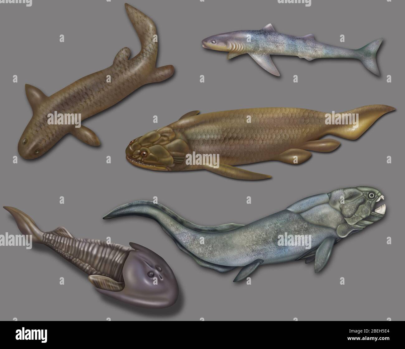 Prehistoric Fishes, Illustration Stock Photo - Alamy