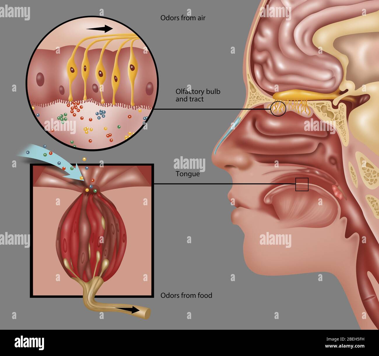Olfactory Mucosa Location