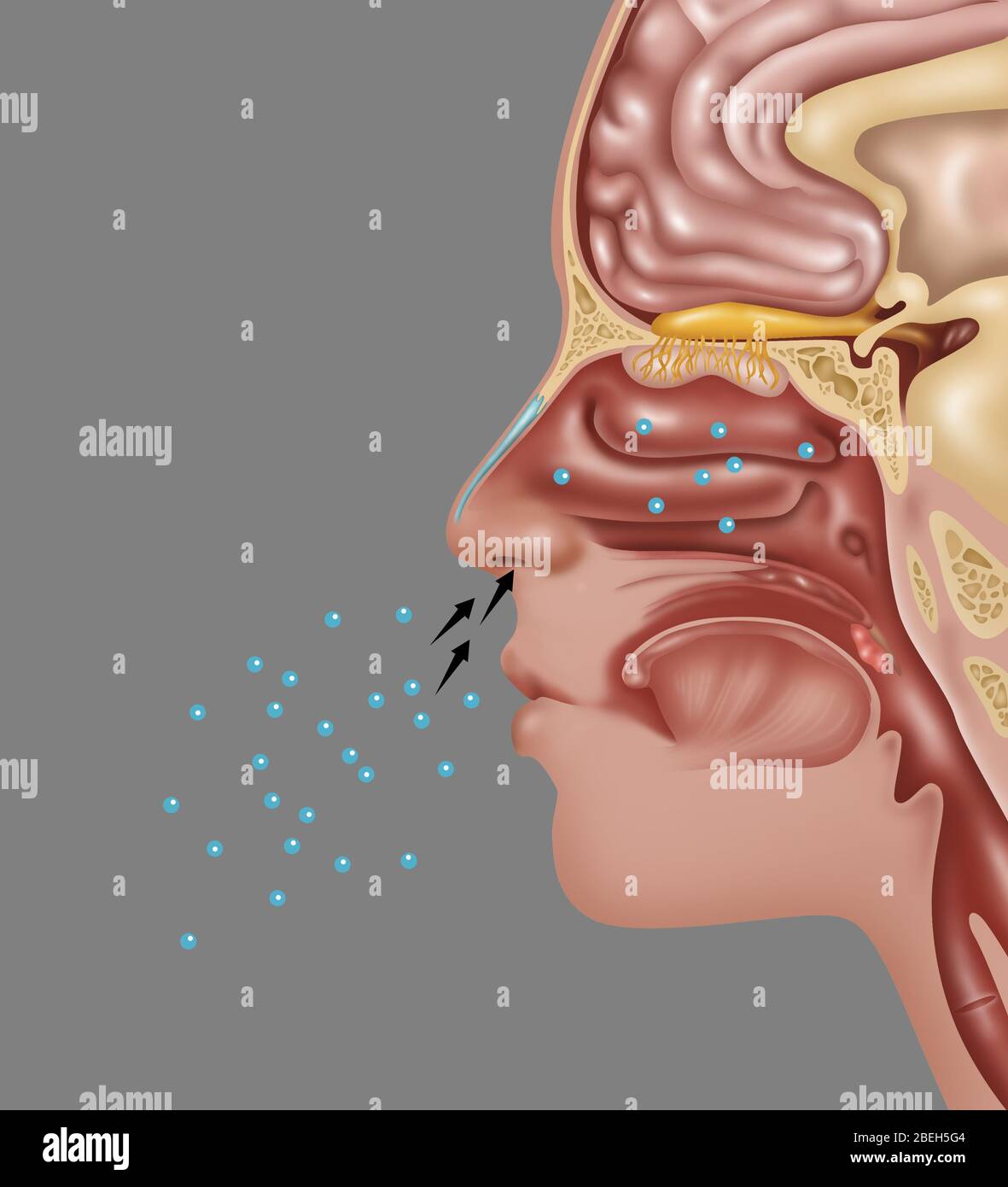 Anatomy of Smell, Illustration Stock Photo - Alamy