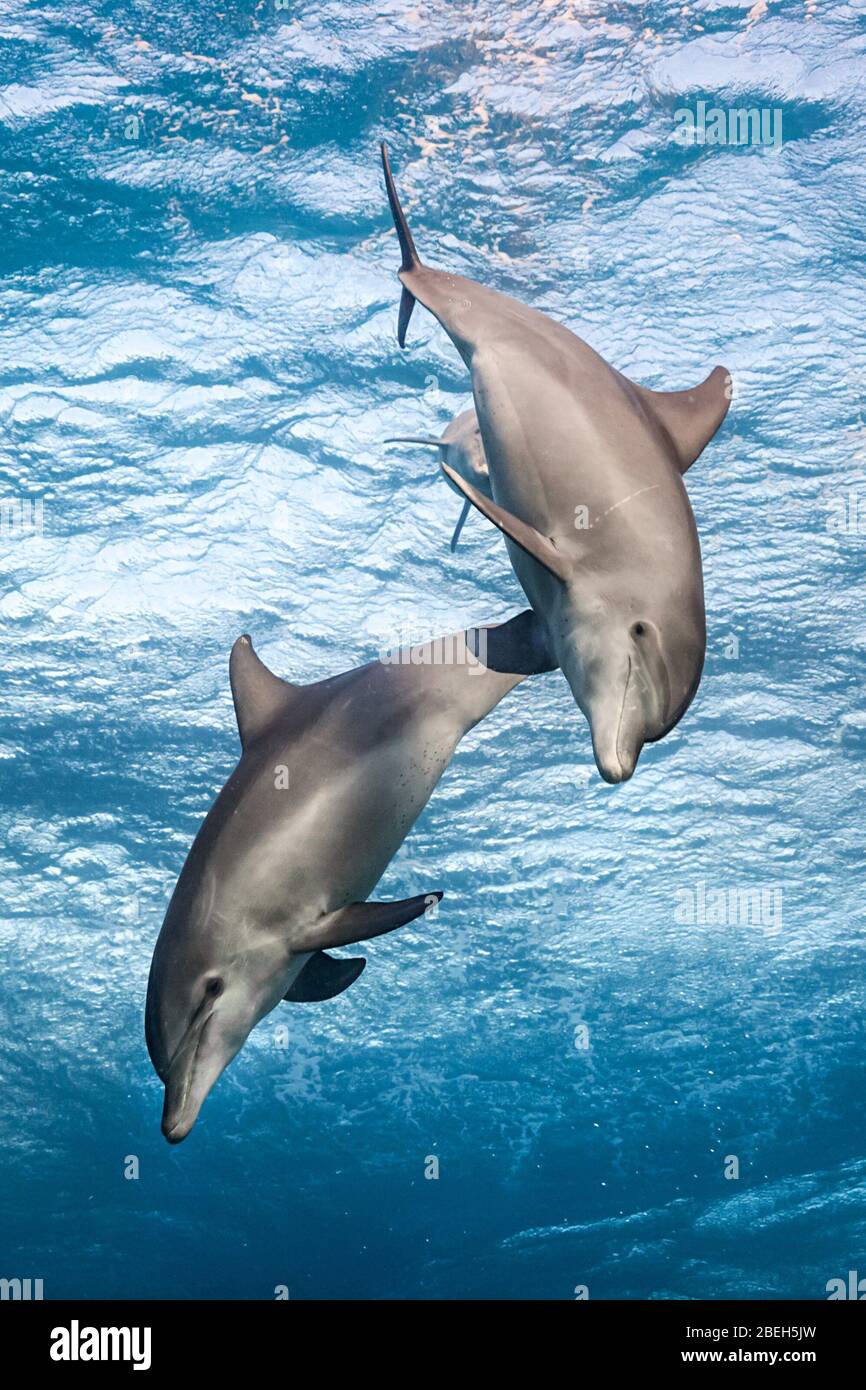 DOLPHIN REEF, 2020. © Disney+ / Courtesy Everett Collection Stock Photo ...