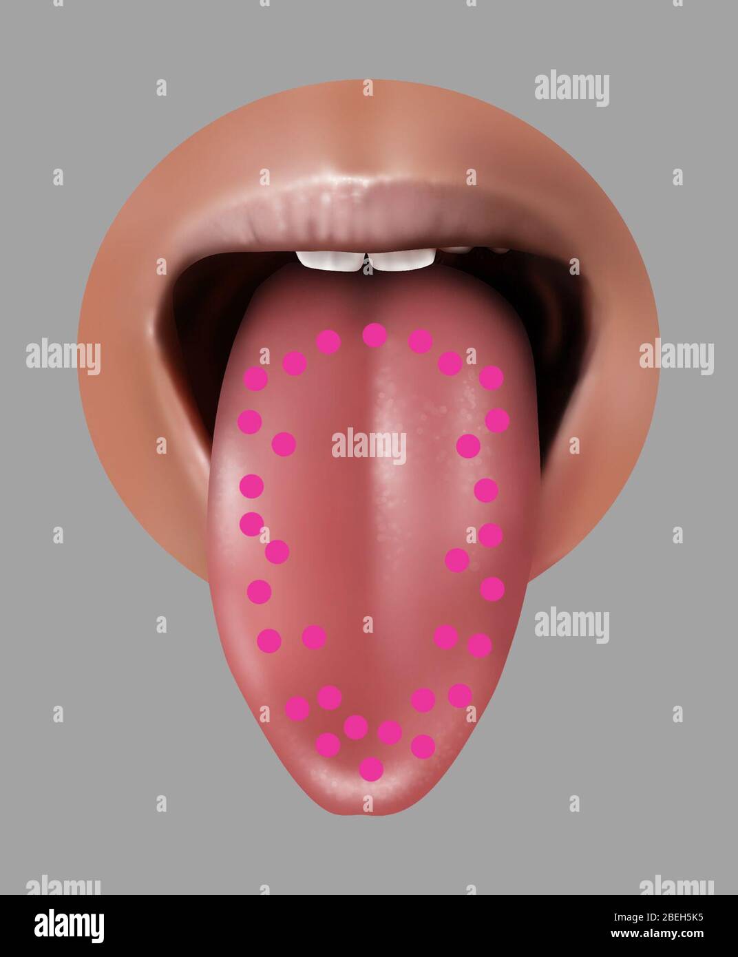 Tongue taste map hi-res stock photography and images - Alamy
