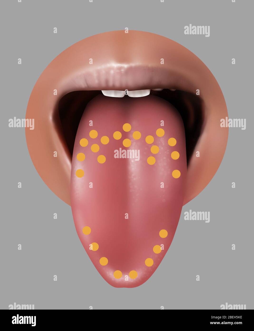 Tongue taste map hi-res stock photography and images - Alamy