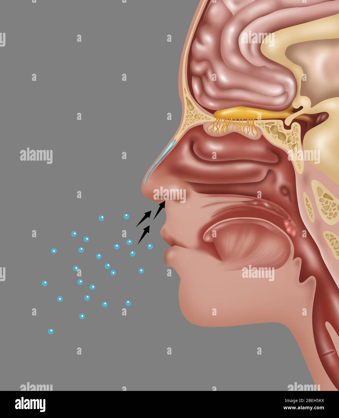 Anatomy of Smell, Illustration Stock Photo - Alamy