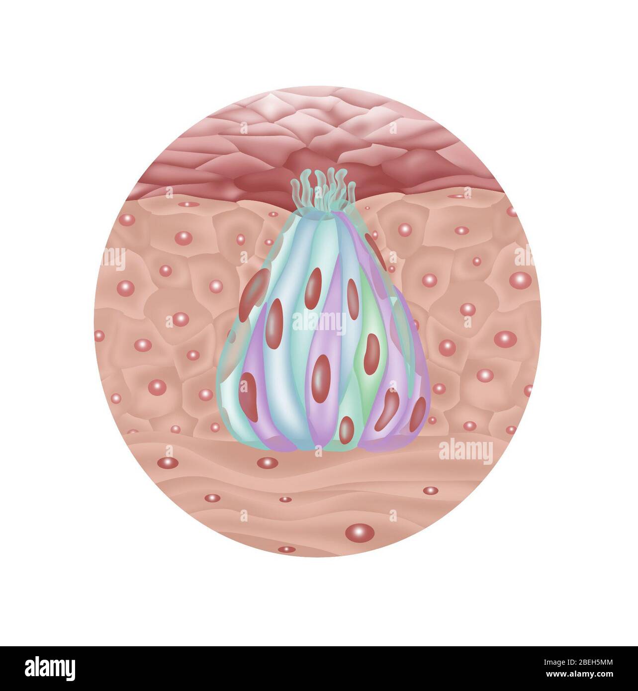 Gustatory hair hi-res stock photography and images - Alamy