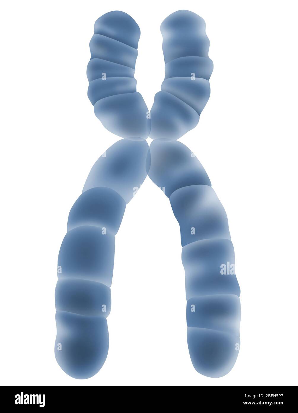 X Chromosome, Illustration Stock Photo - Alamy