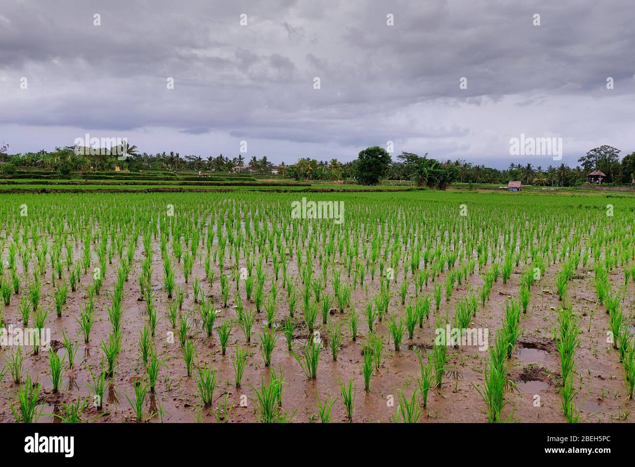 Padi Terrace, Bali, Indonesia - Local plantation of a rice terrace on a ...