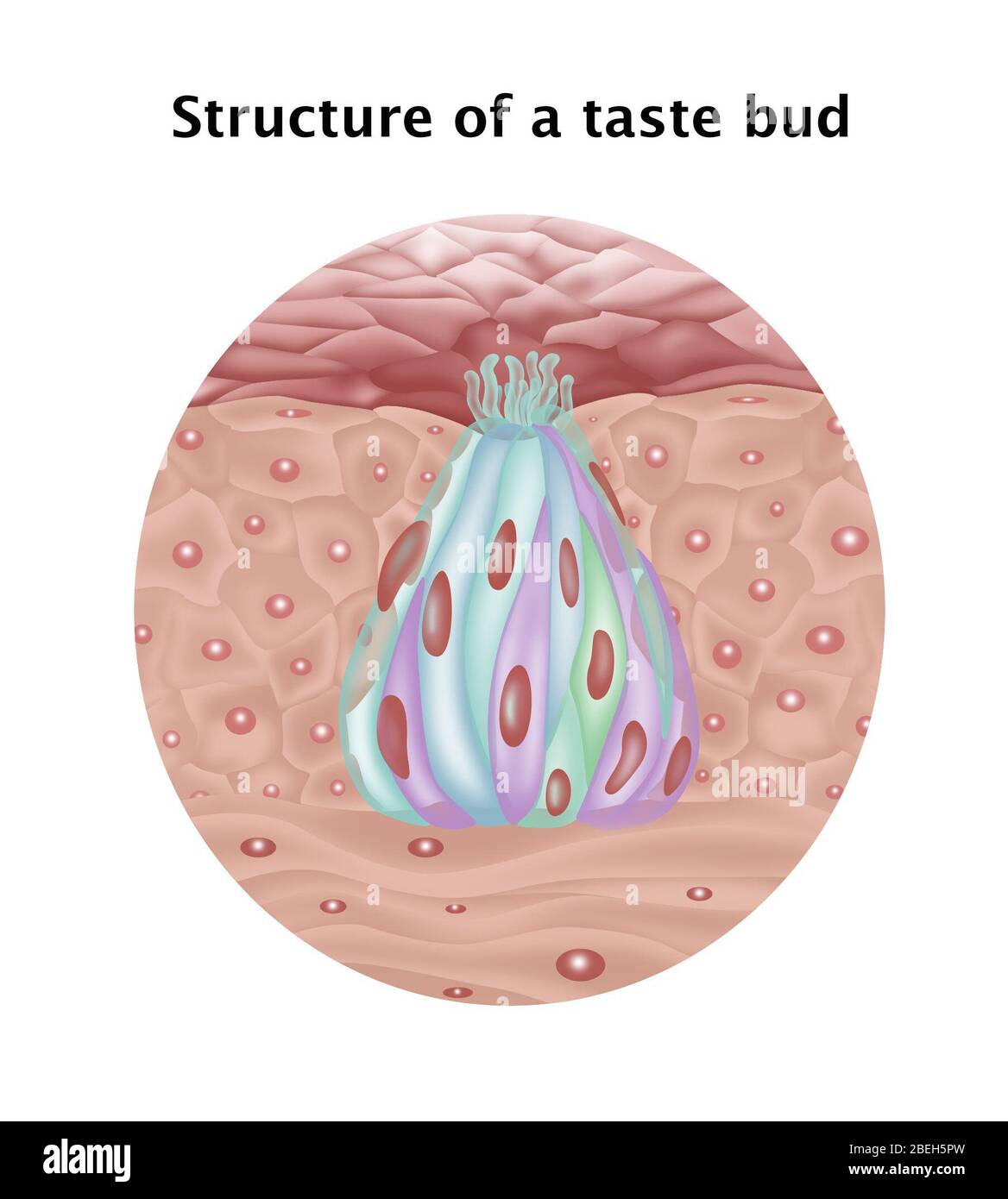 Structure of Taste Bud, Illustration Stock Photo - Alamy