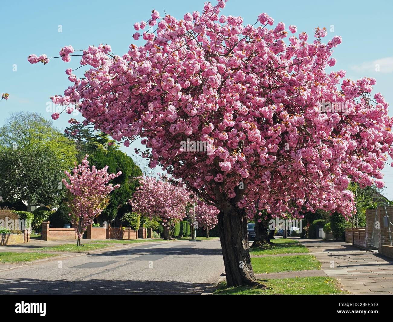 Cherry blossoms roadside trees hi-res stock photography and images - Alamy