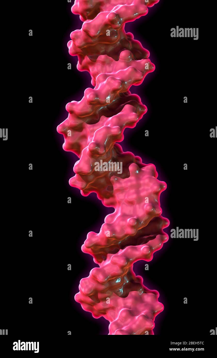 DNA, Molecular Model Stock Photo - Alamy