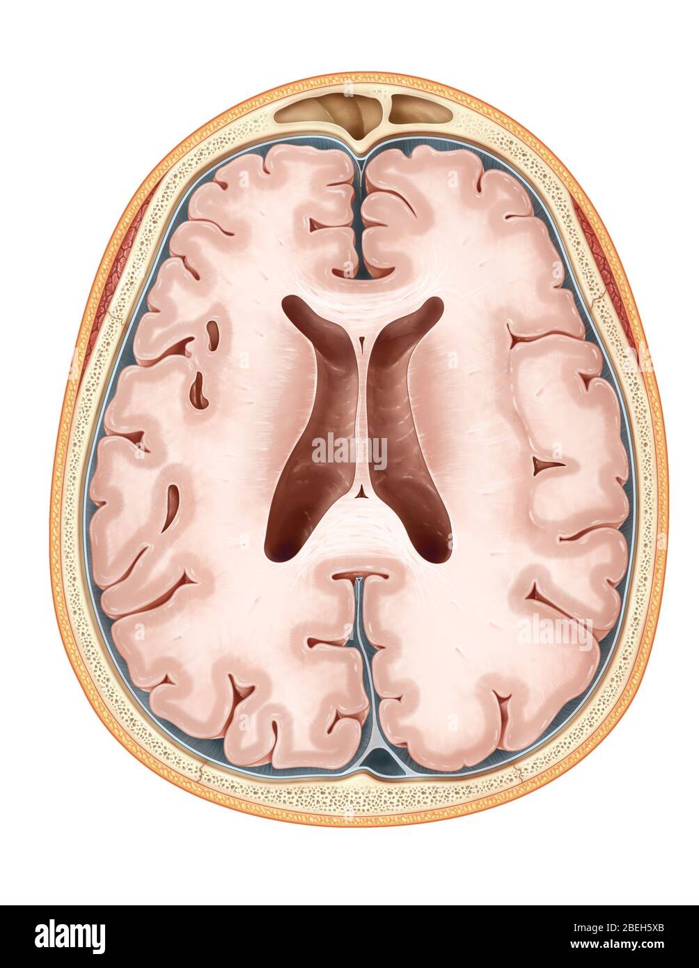 Septum pellucidum hi-res stock photography and images - Alamy