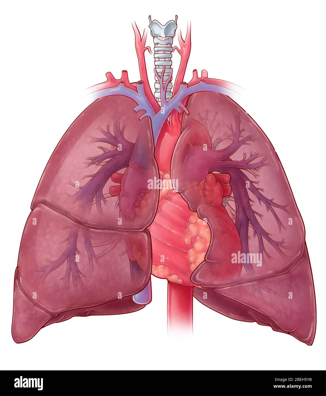 Heart Illustration, with Pulmonary Arteries Stock Photo - Alamy