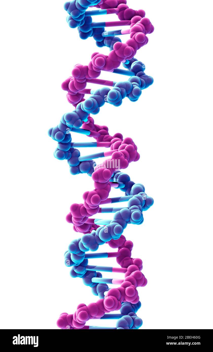 Double helix dna molecular model hi-res stock photography and images ...