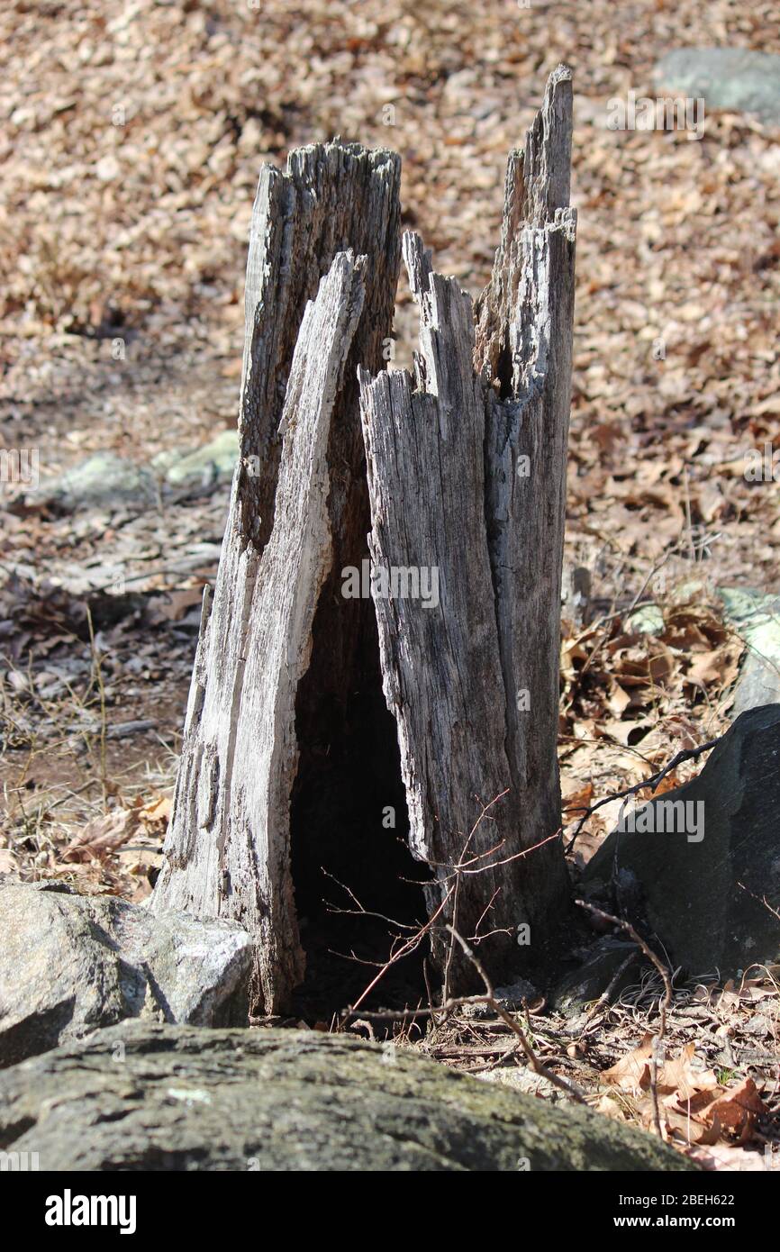 Dead tree stump in the woods Stock Photo - Alamy