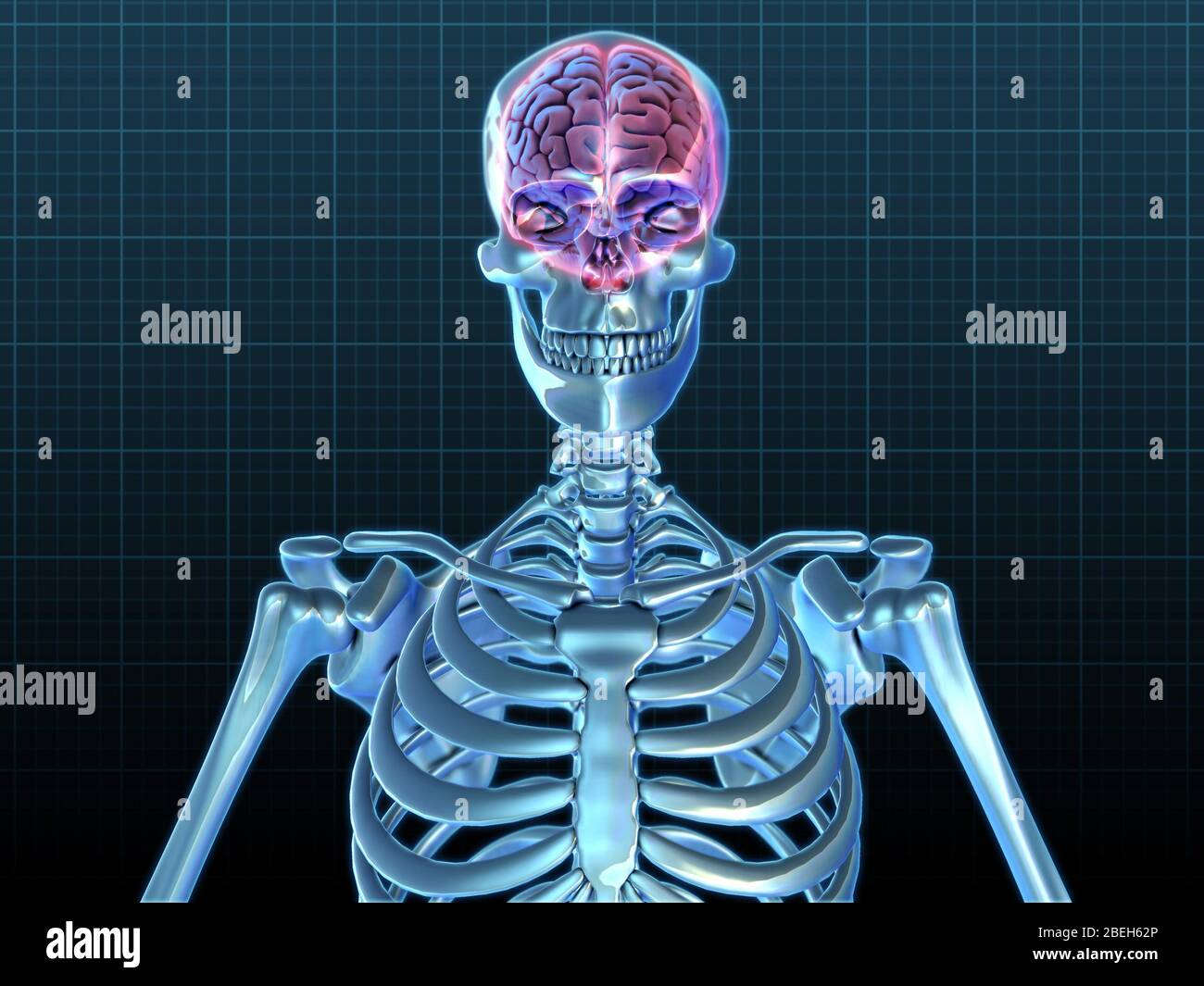 Human Skeleton and Brain, artwork Stock Photo - Alamy
