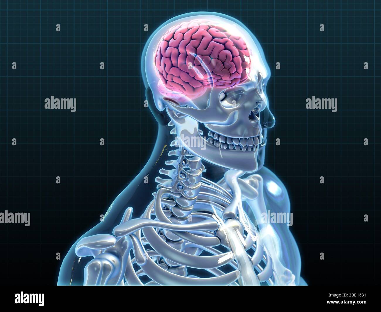 Human nervous system and skeleton hi-res stock photography and images ...