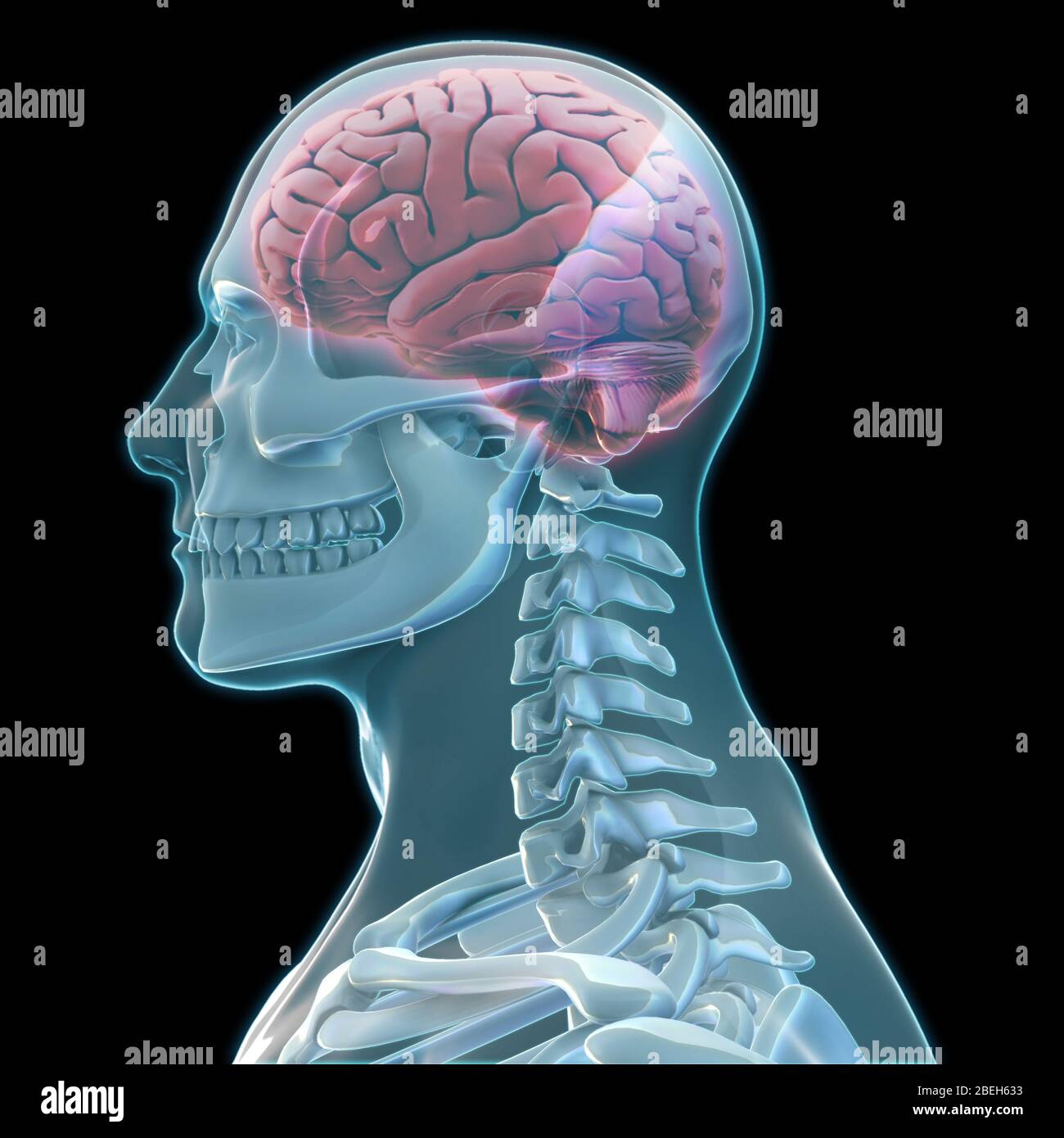 Human Skeleton and Brain, artwork Stock Photo - Alamy