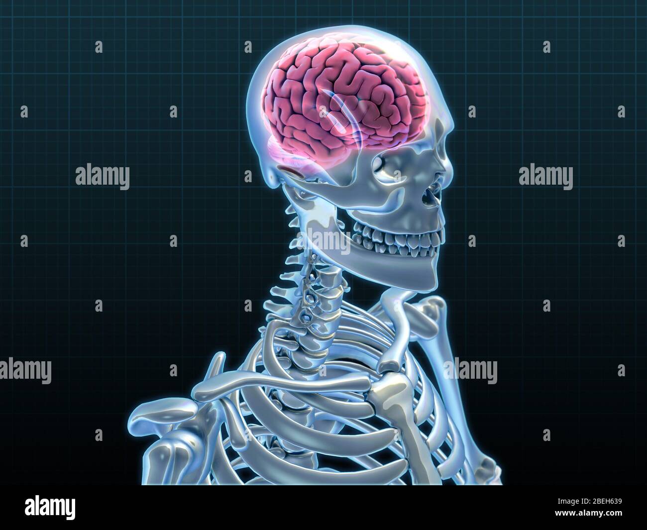 Human Skeleton and Brain, artwork Stock Photo - Alamy