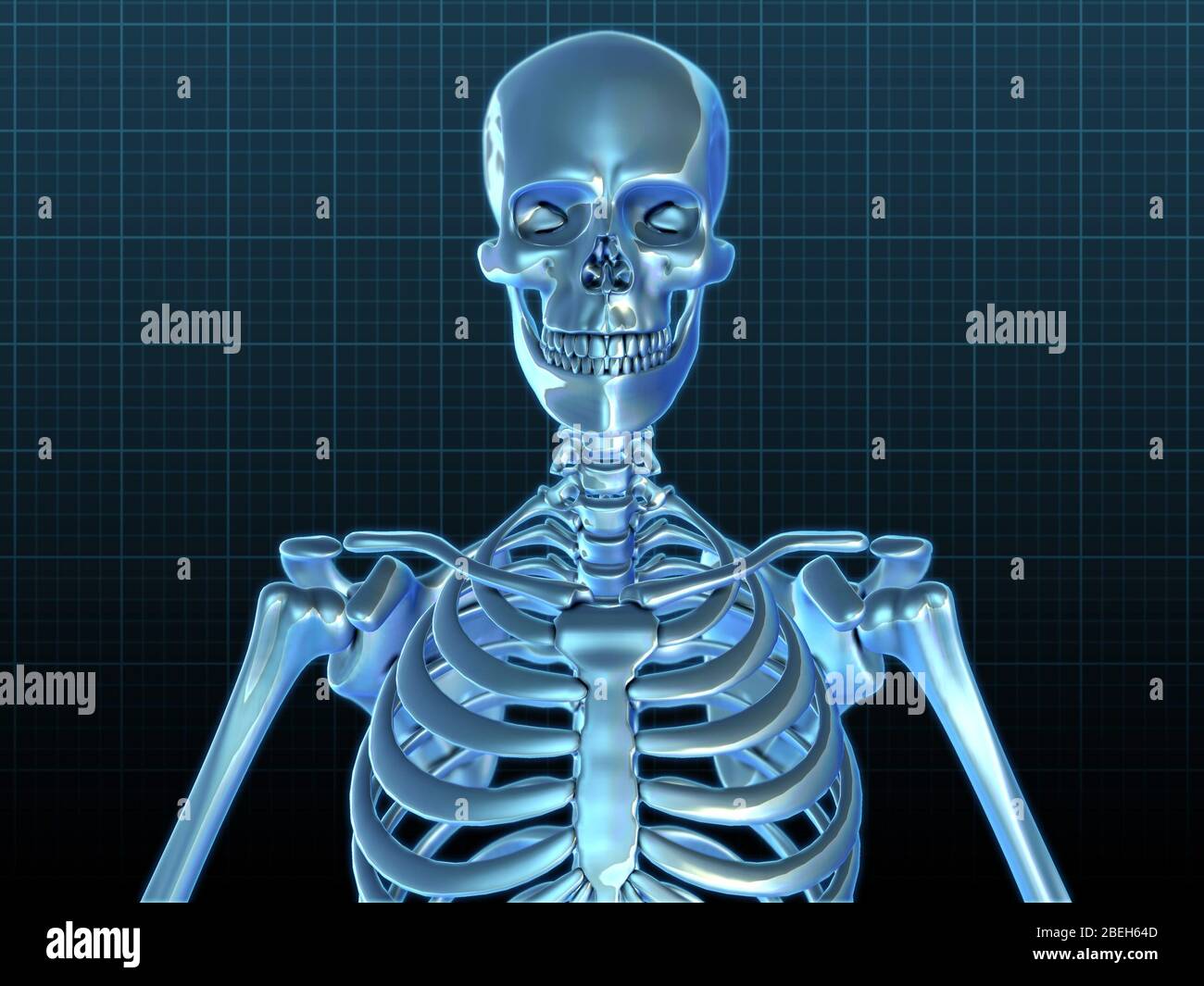 Human Skeleton, artwork Stock Photo - Alamy
