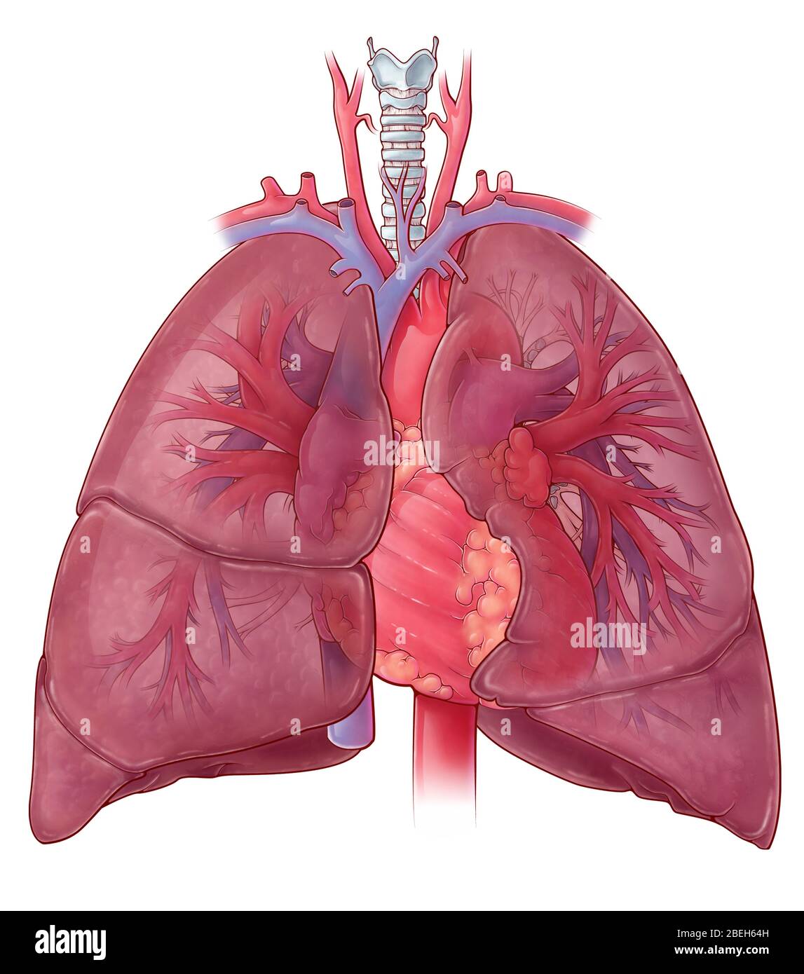 Lung anatomy hi-res stock photography and images - Alamy