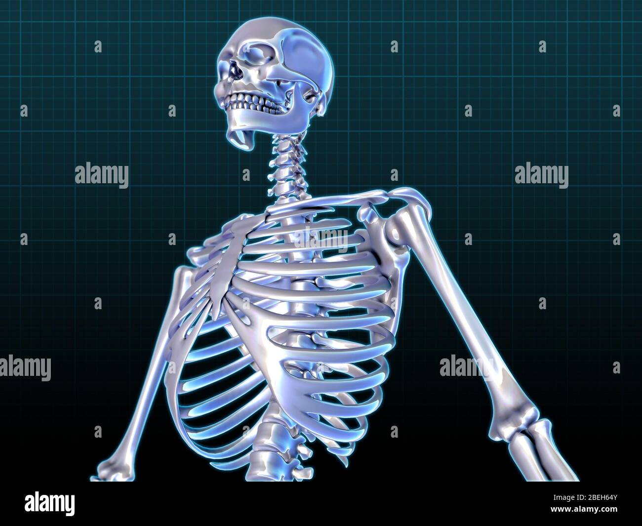Human Skeleton, artwork Stock Photo - Alamy