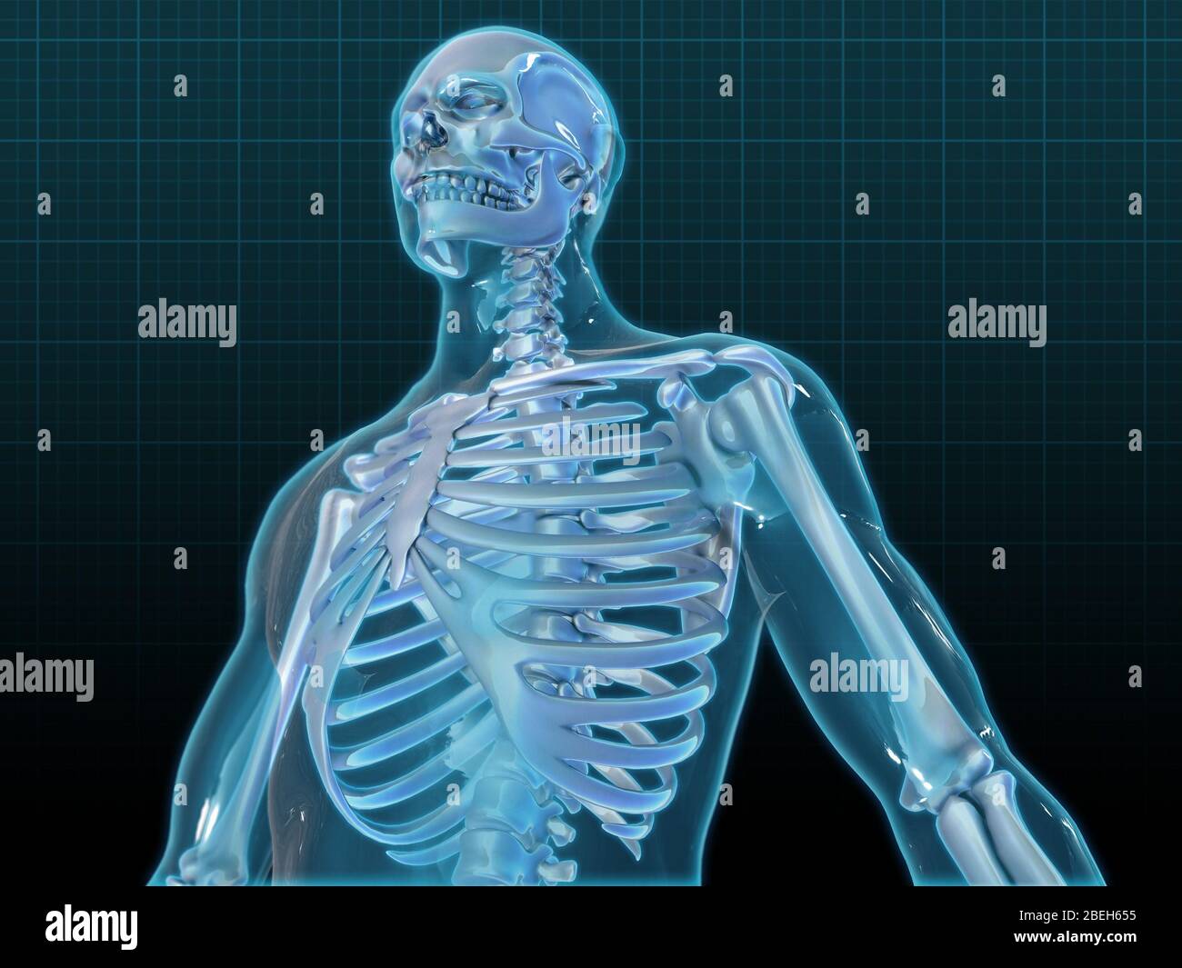 Human body anatomy model hi-res stock photography and images - Alamy