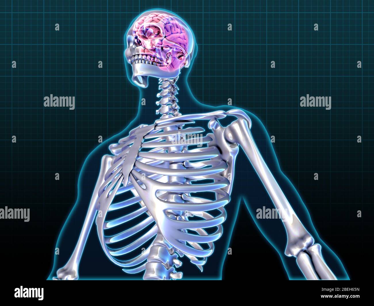 Human Skeleton and Brain, artwork Stock Photo - Alamy