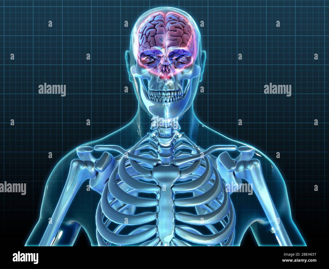 Human Skeleton and Brain, artwork Stock Photo - Alamy