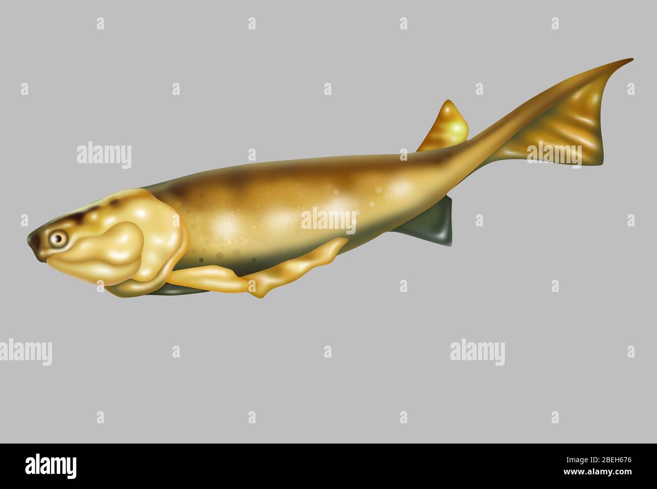 Cheirolepis High Resolution Stock Photography and Images - Alamy