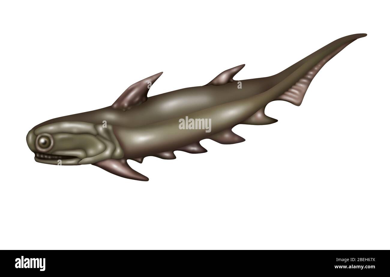 Climatius Cut Out Stock Images & Pictures - Alamy