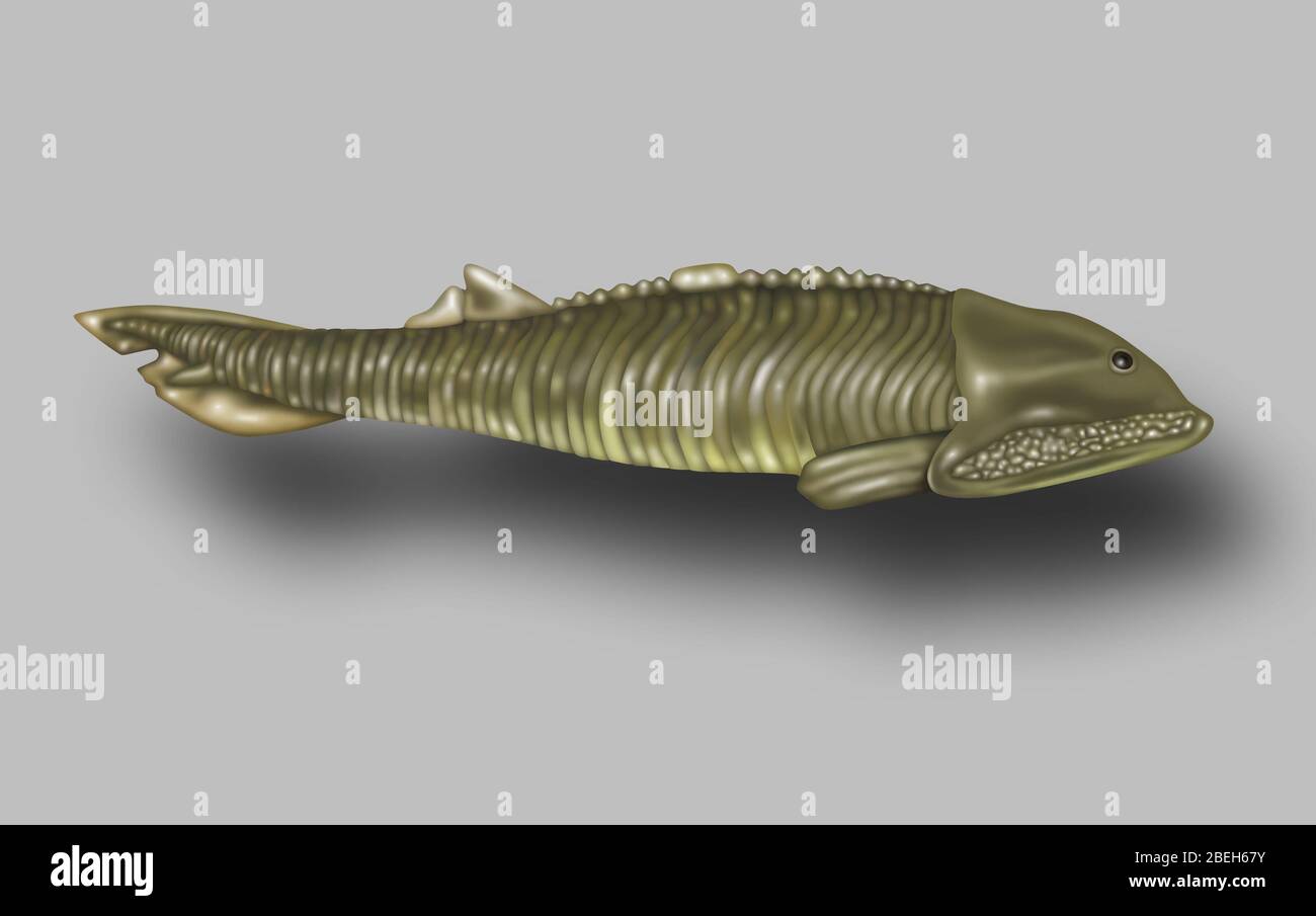 Extinct jawless fish hi-res stock photography and images - Alamy