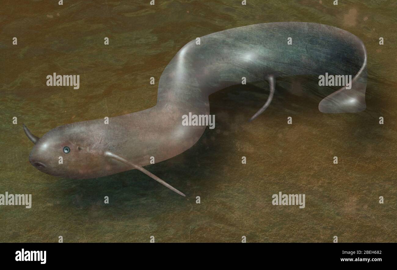 Air breathing fish hi-res stock photography and images - Alamy