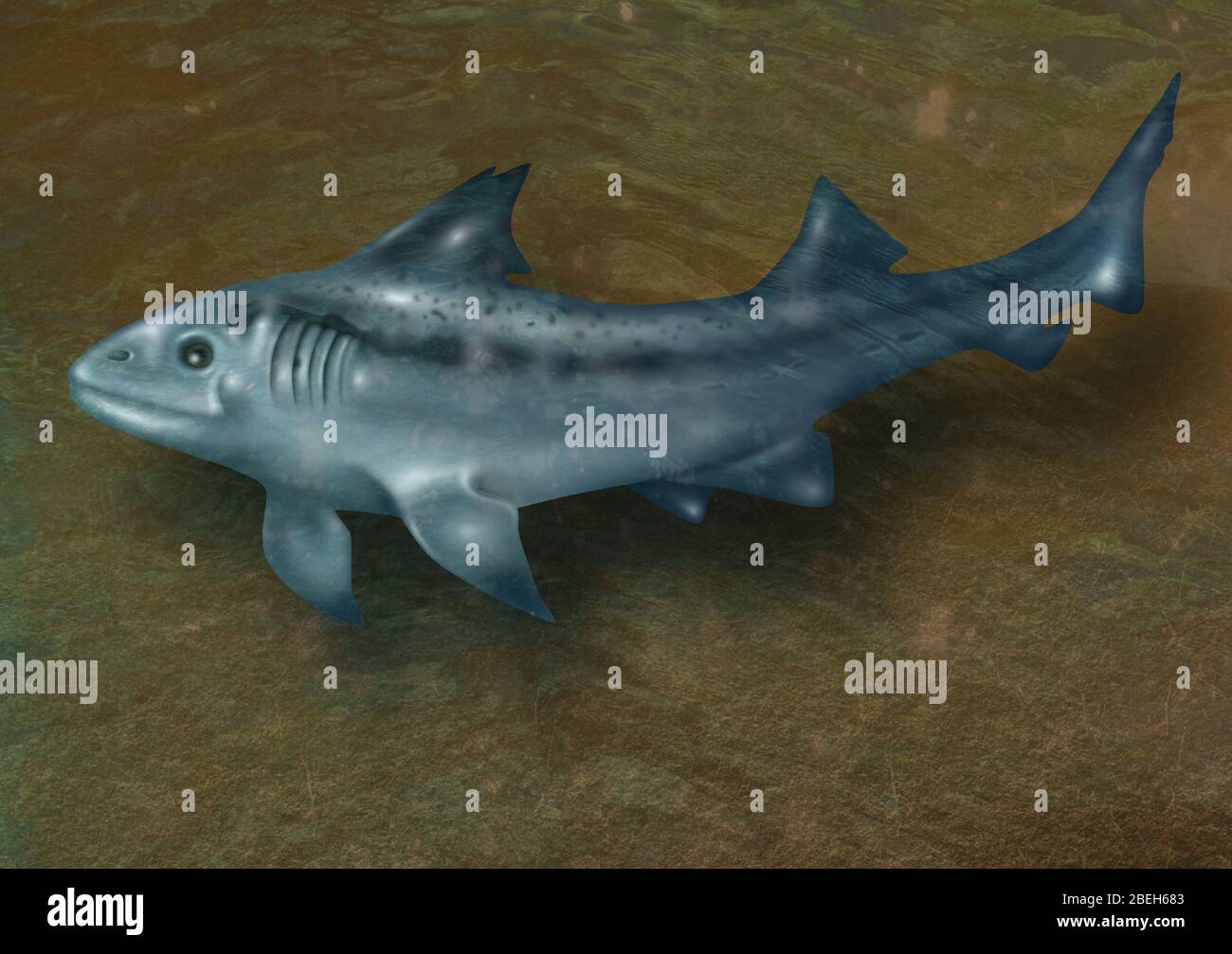 Hybodus hi-res stock photography and images - Alamy