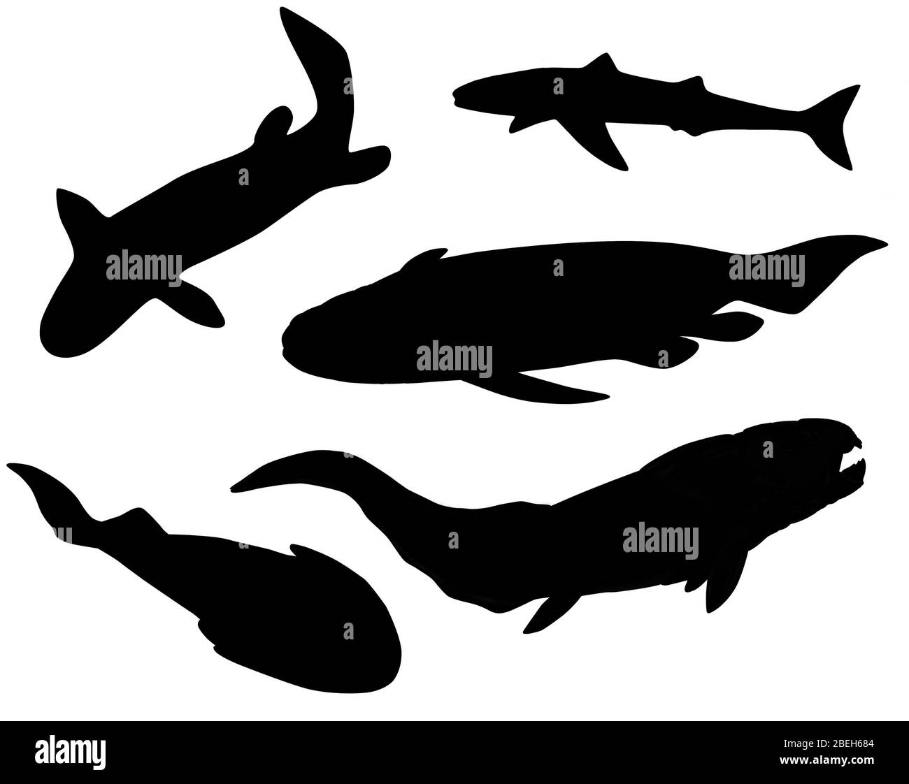 Fish information Cut Out Stock Images & Pictures - Alamy