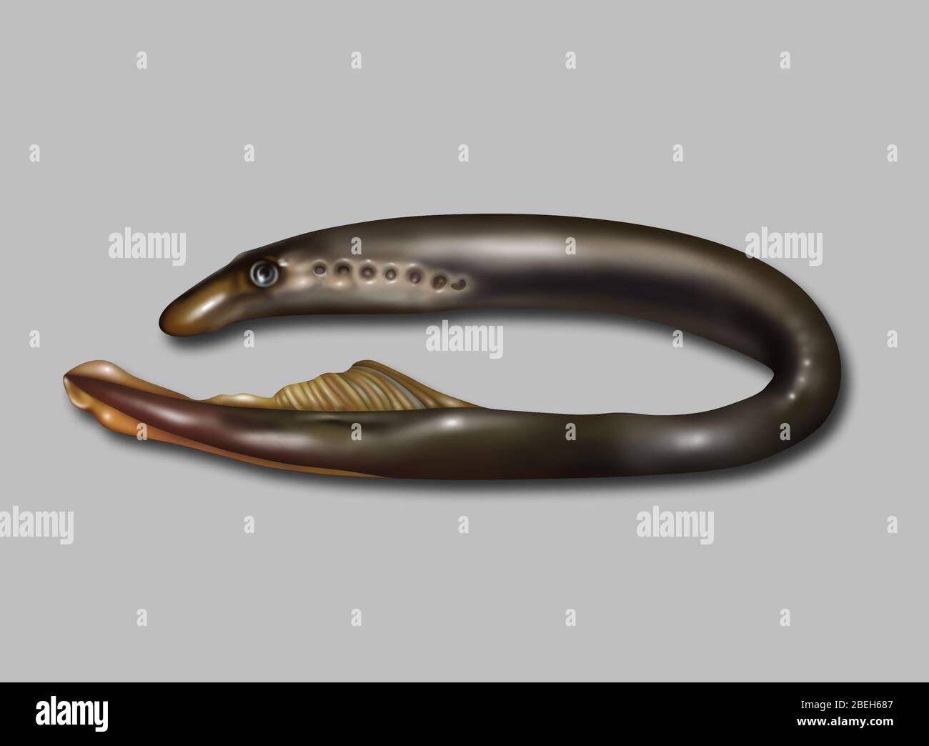 Lamprey eel hi-res stock photography and images - Alamy