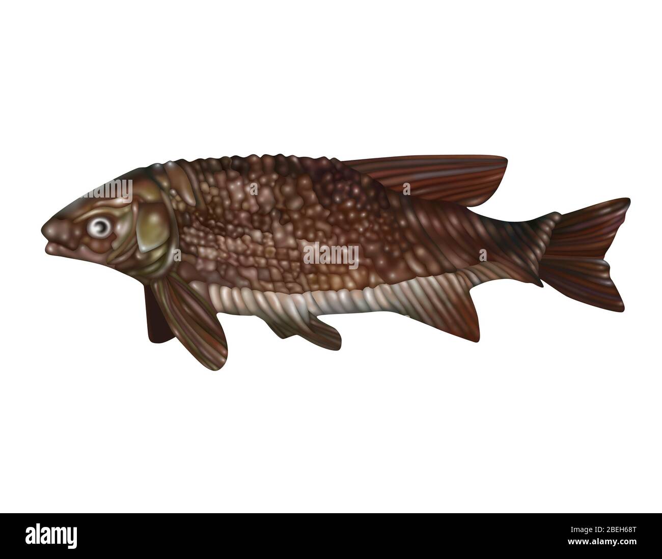 Cretaceous period fish hi-res stock photography and images - Alamy