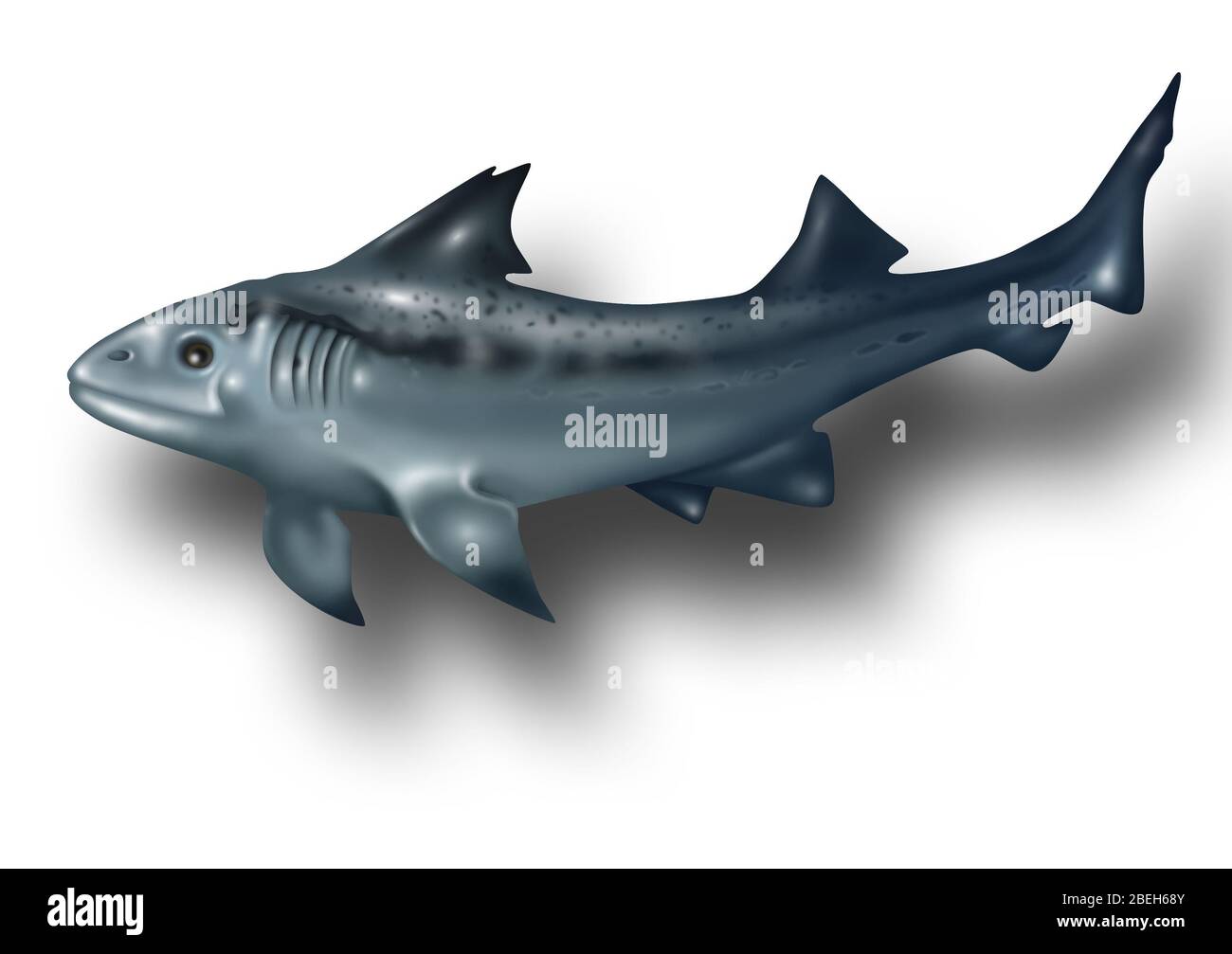 Hybodus Shark