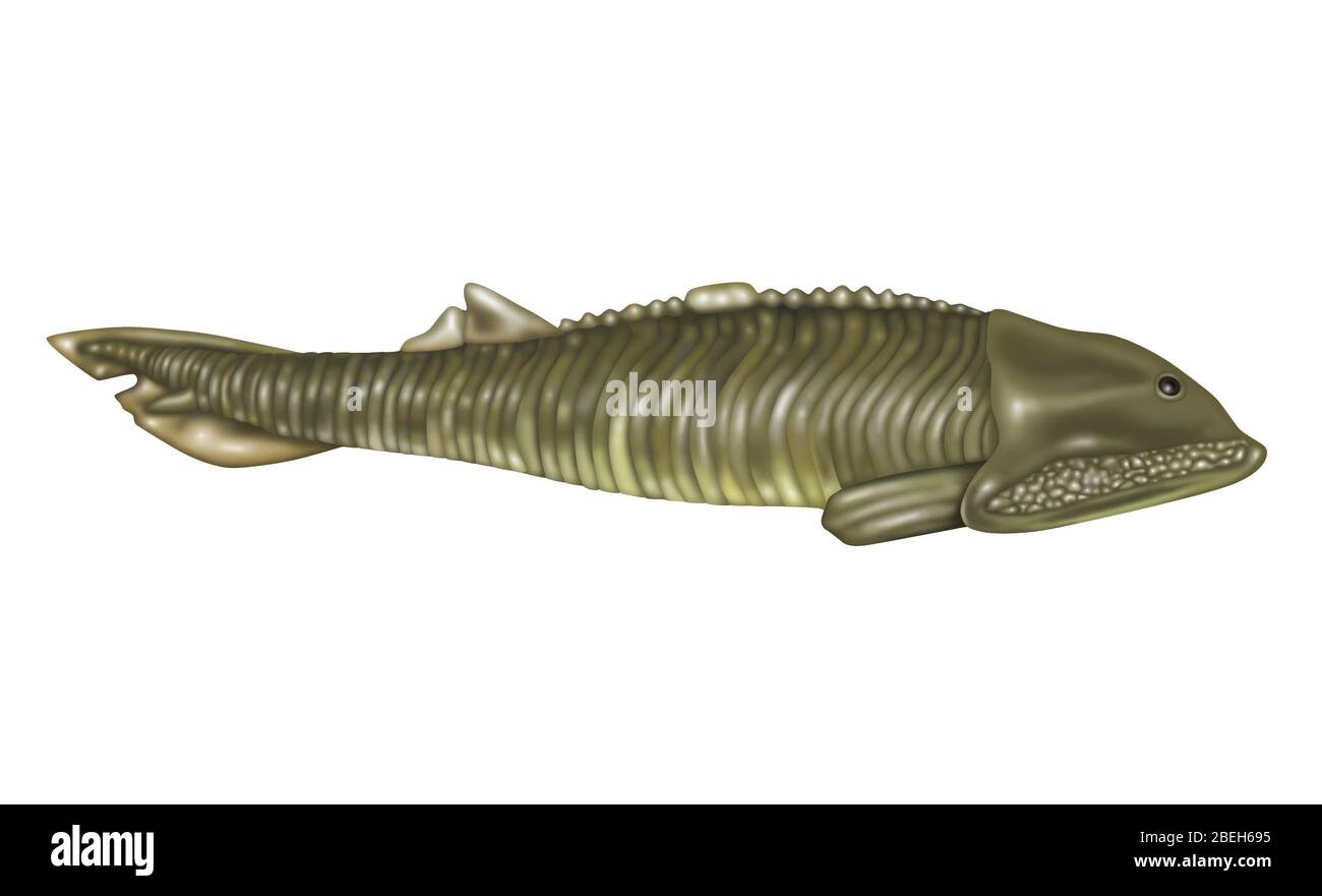 Hemiciclaspis Hemicyclaspis Is An Ostracoderm From The Early Devonian