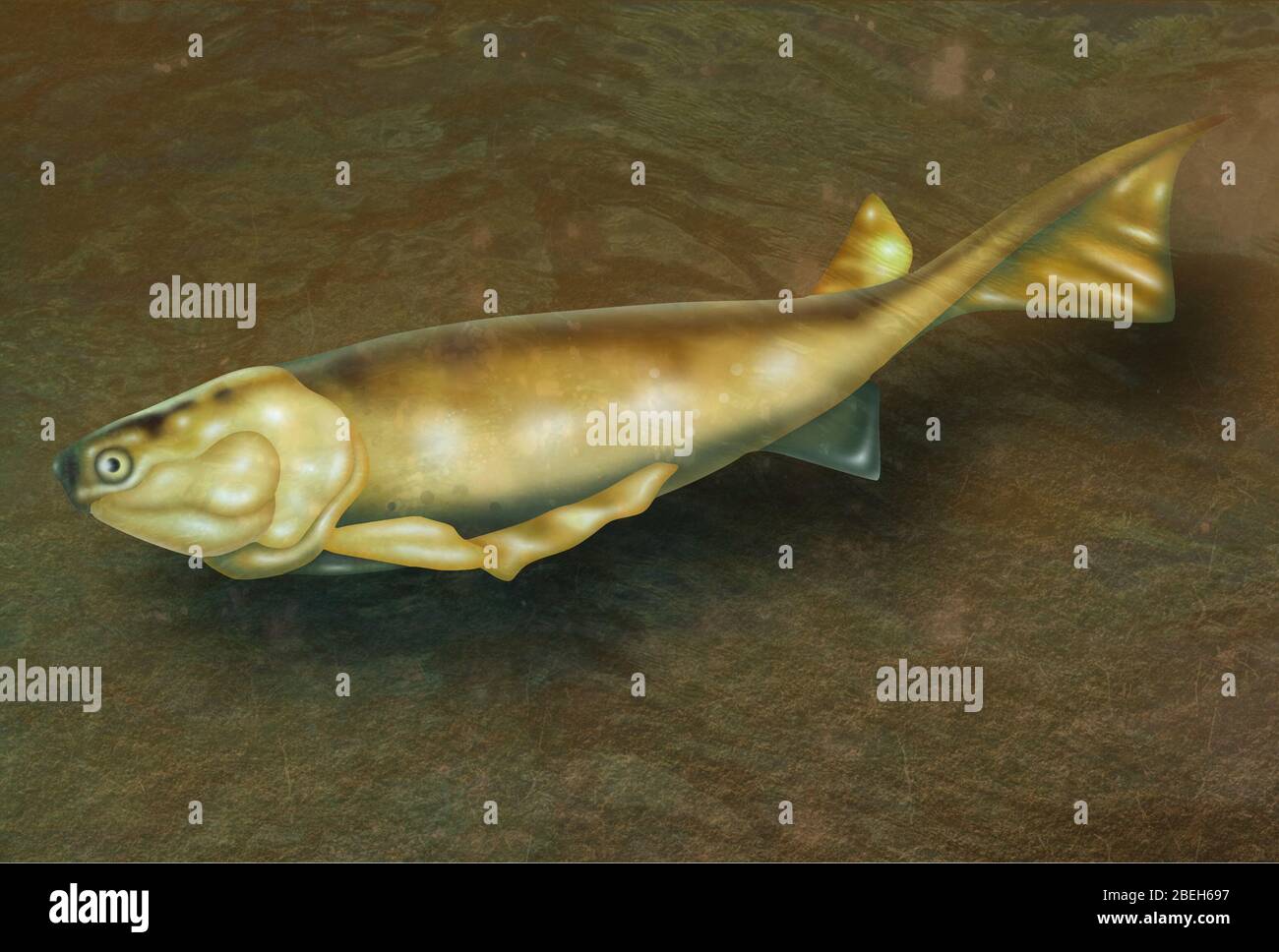 Cheirolepis High Resolution Stock Photography and Images - Alamy