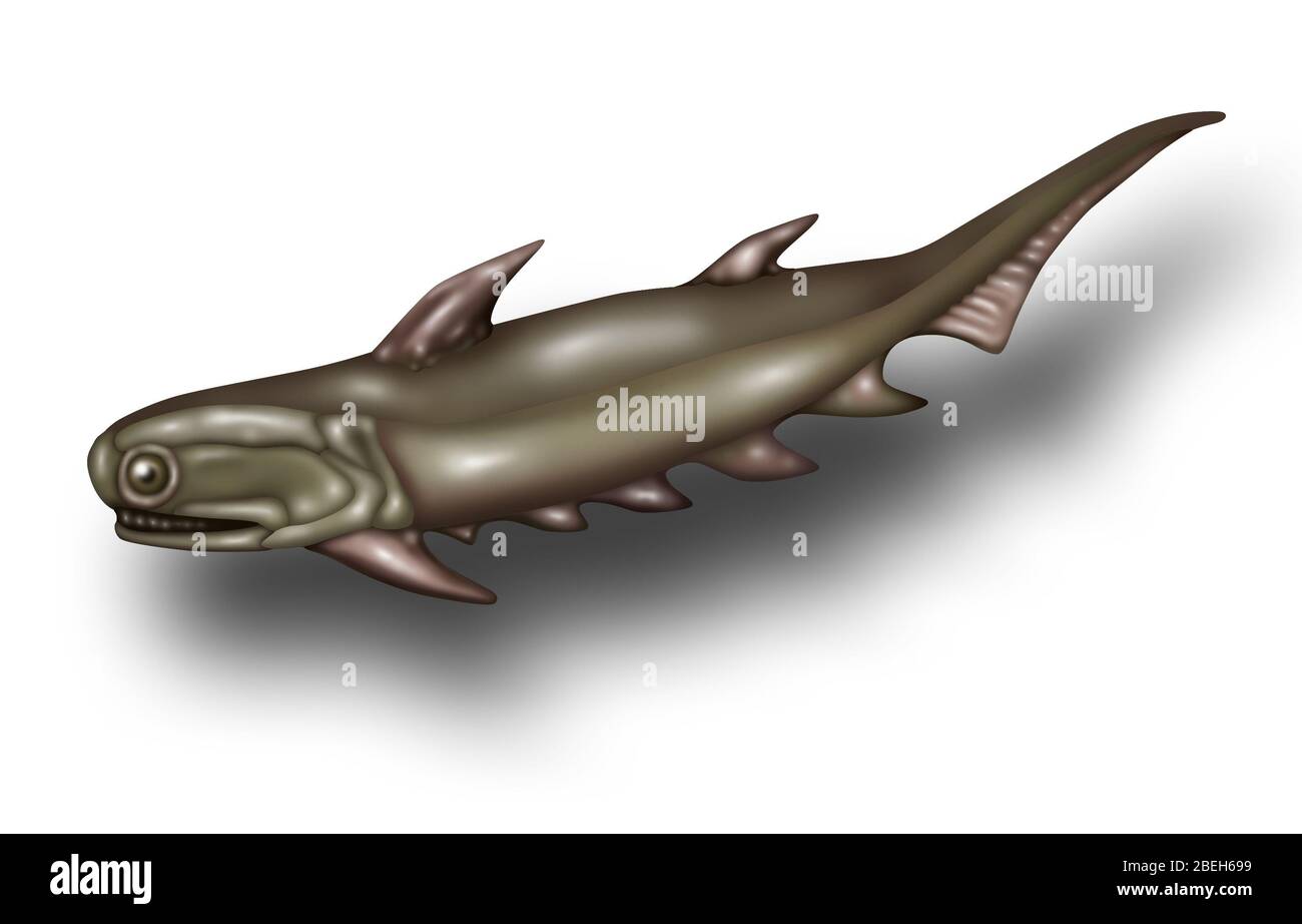 Climatius High Resolution Stock Photography and Images - Alamy