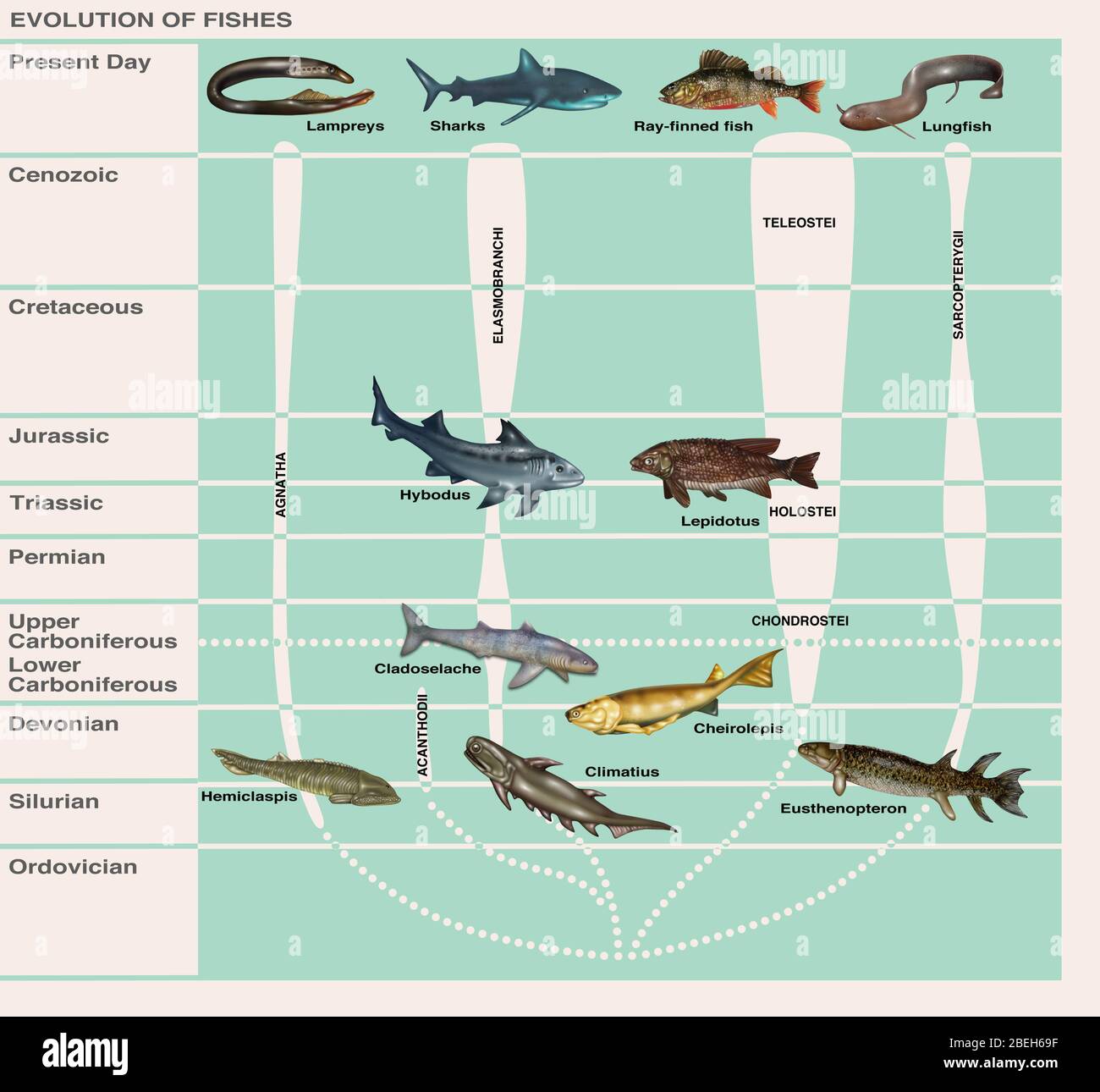 Evolution of Fishes, Illustration Stock Photo - Alamy