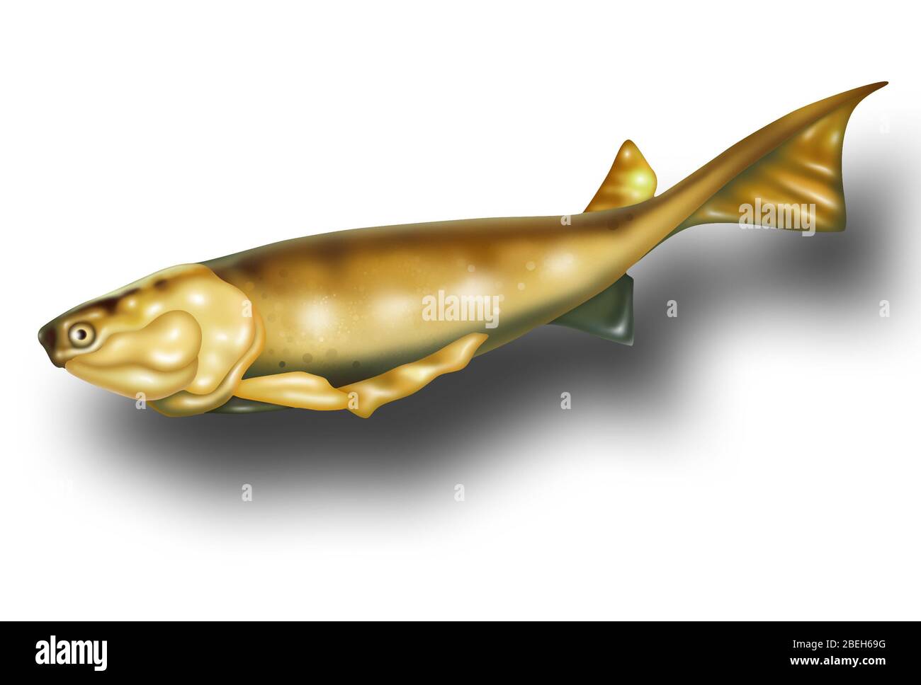 Cheirolepis hi-res stock photography and images - Alamy