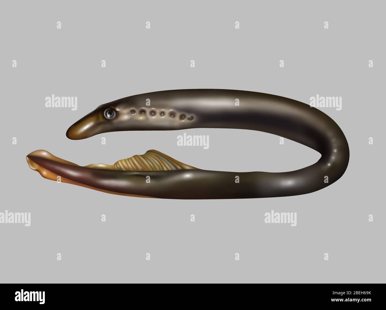 Jawless fish hi-res stock photography and images - Alamy