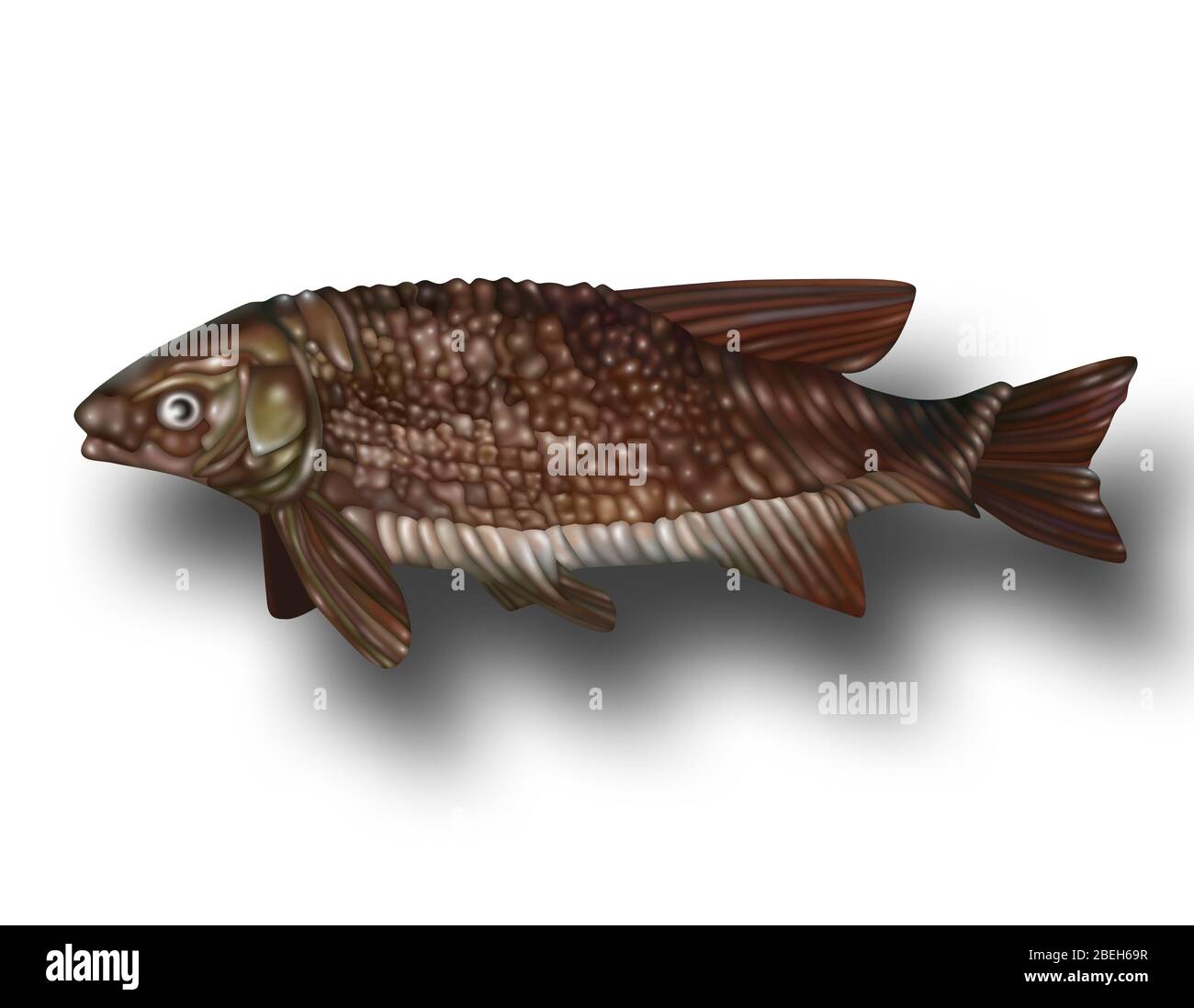 Lepidotus fish hi-res stock photography and images - Alamy