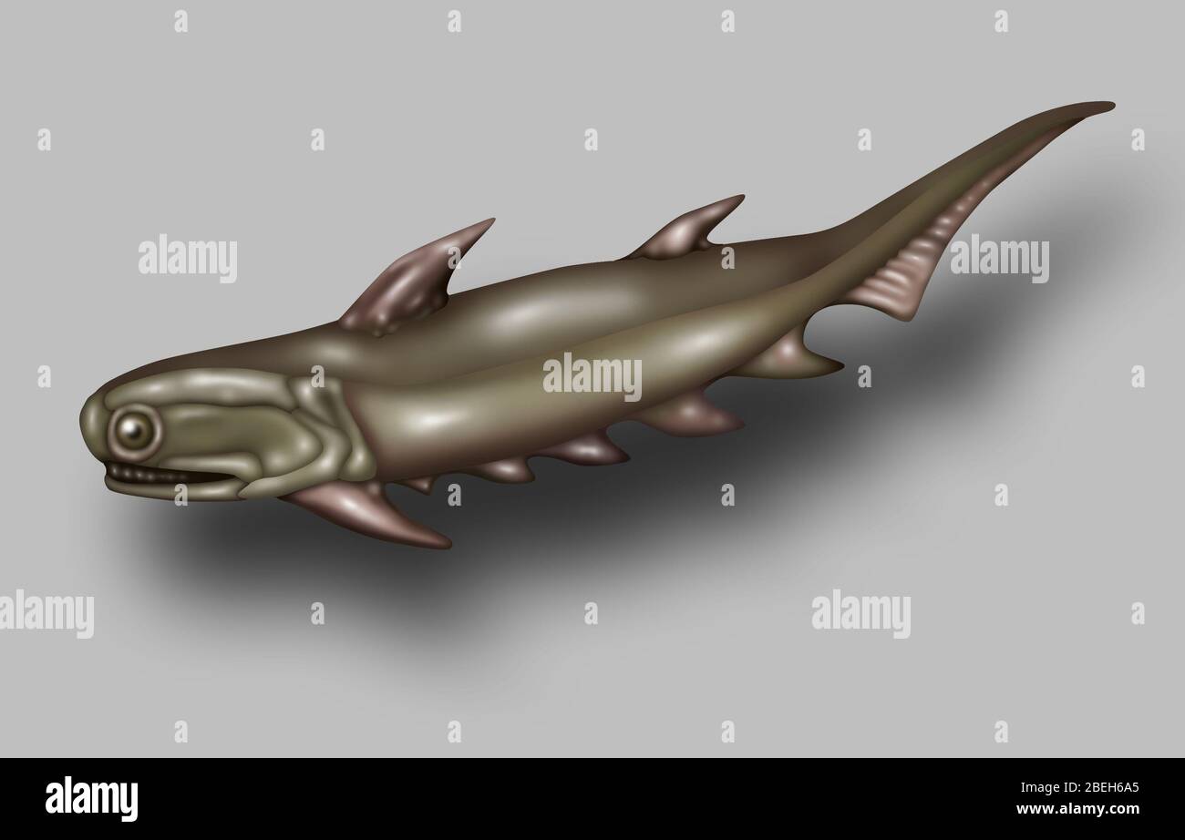 Climatius High Resolution Stock Photography and Images - Alamy