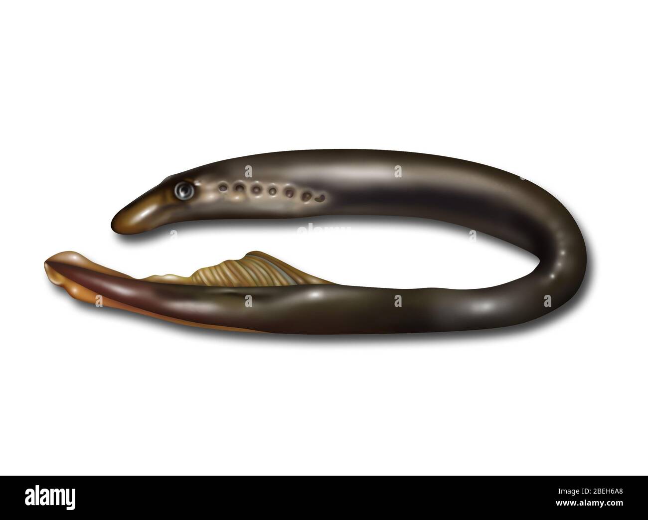 Lamprey eel hi-res stock photography and images - Alamy