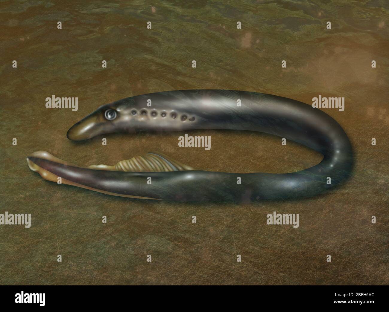 Lamprey eel hi-res stock photography and images - Alamy